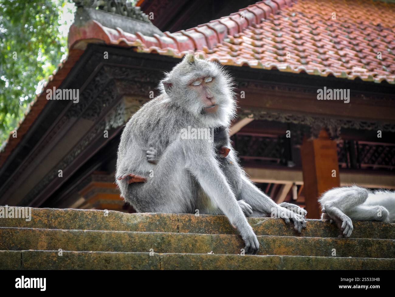 Monkeys on a temple roof in the sacred Monkey Forest, Ubud, Bali ...