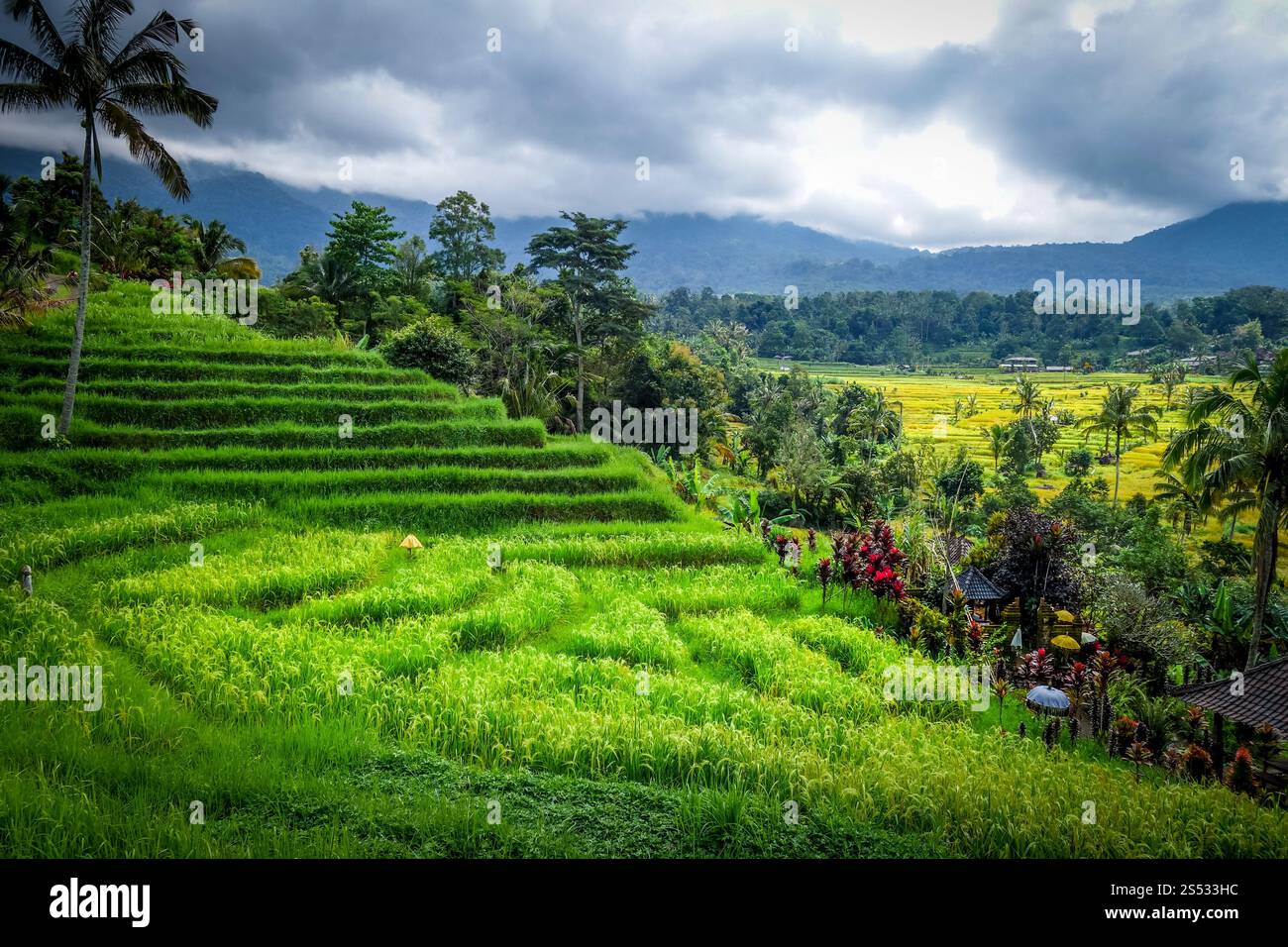 Jatiluwih paddy field rice terraces in Bali, Indonesia. Jatiluwih paddy ...