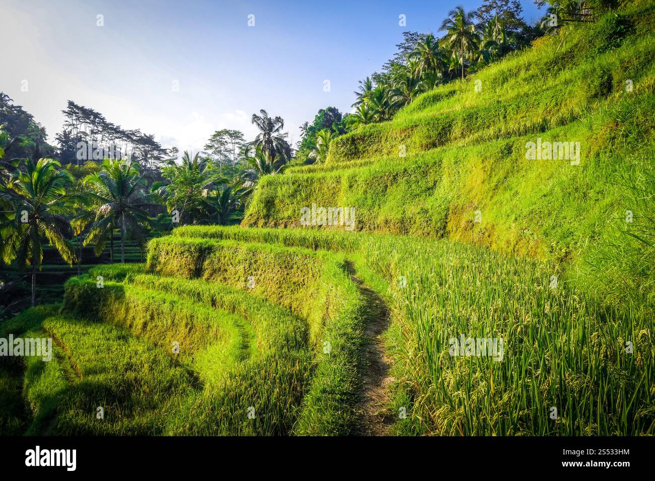 Paddy field rice terraces in ceking, Ubud, Bali, Indonesia. Paddy field ...