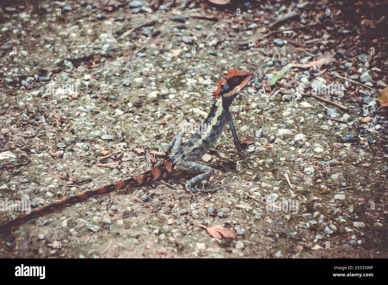 Crested Lizard in jungle, Khao Sok National Park, Thailand Stock Photo ...