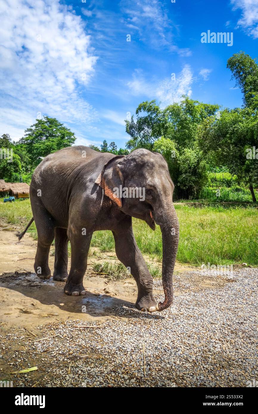Baby elephant in protected park, Chiang Mai, Thailand, Asia. Baby elephant in protected park ...