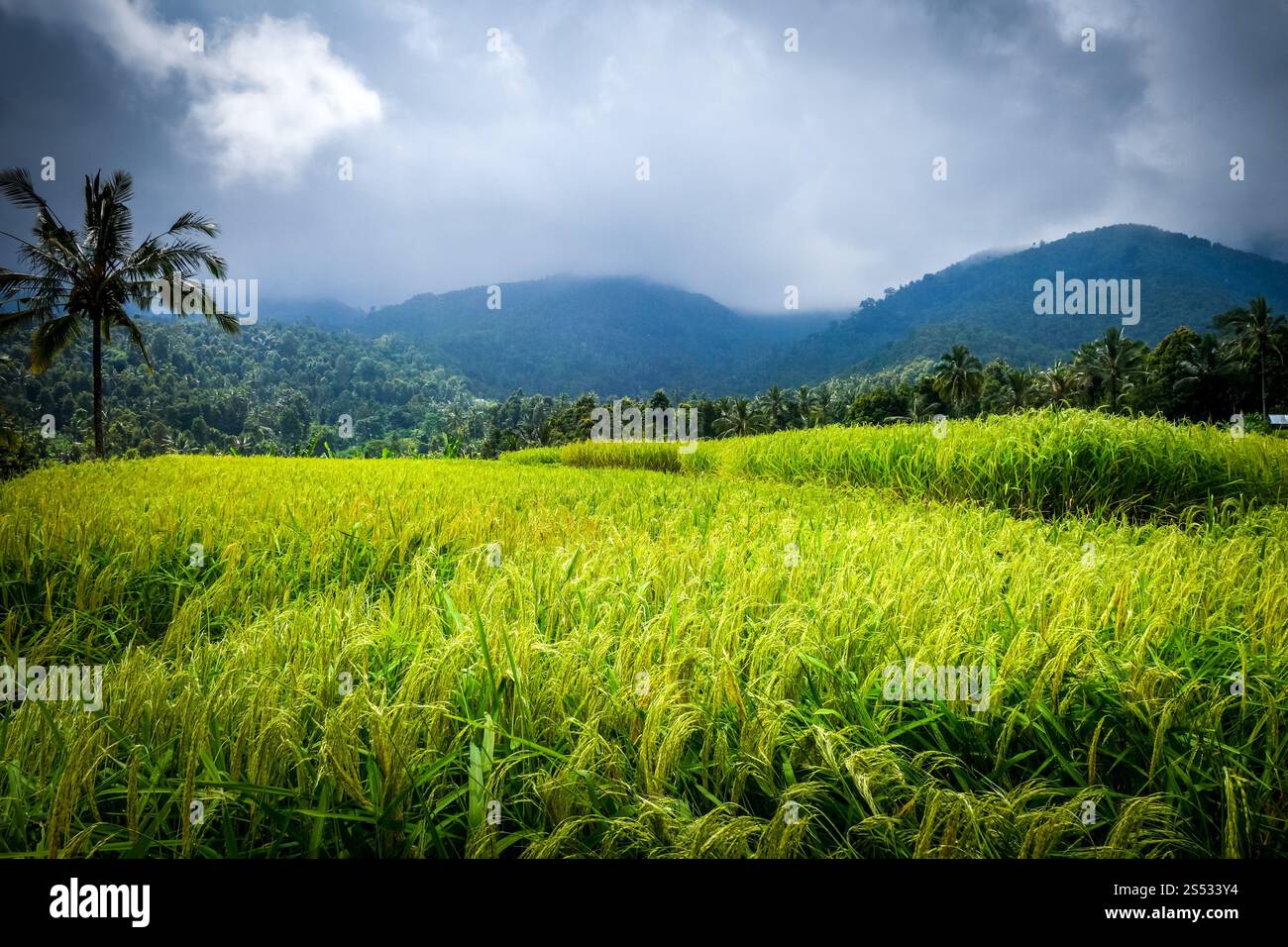 Paddy field rice terraces in Munduk, Bali, Indonesia. Paddy field rice ...