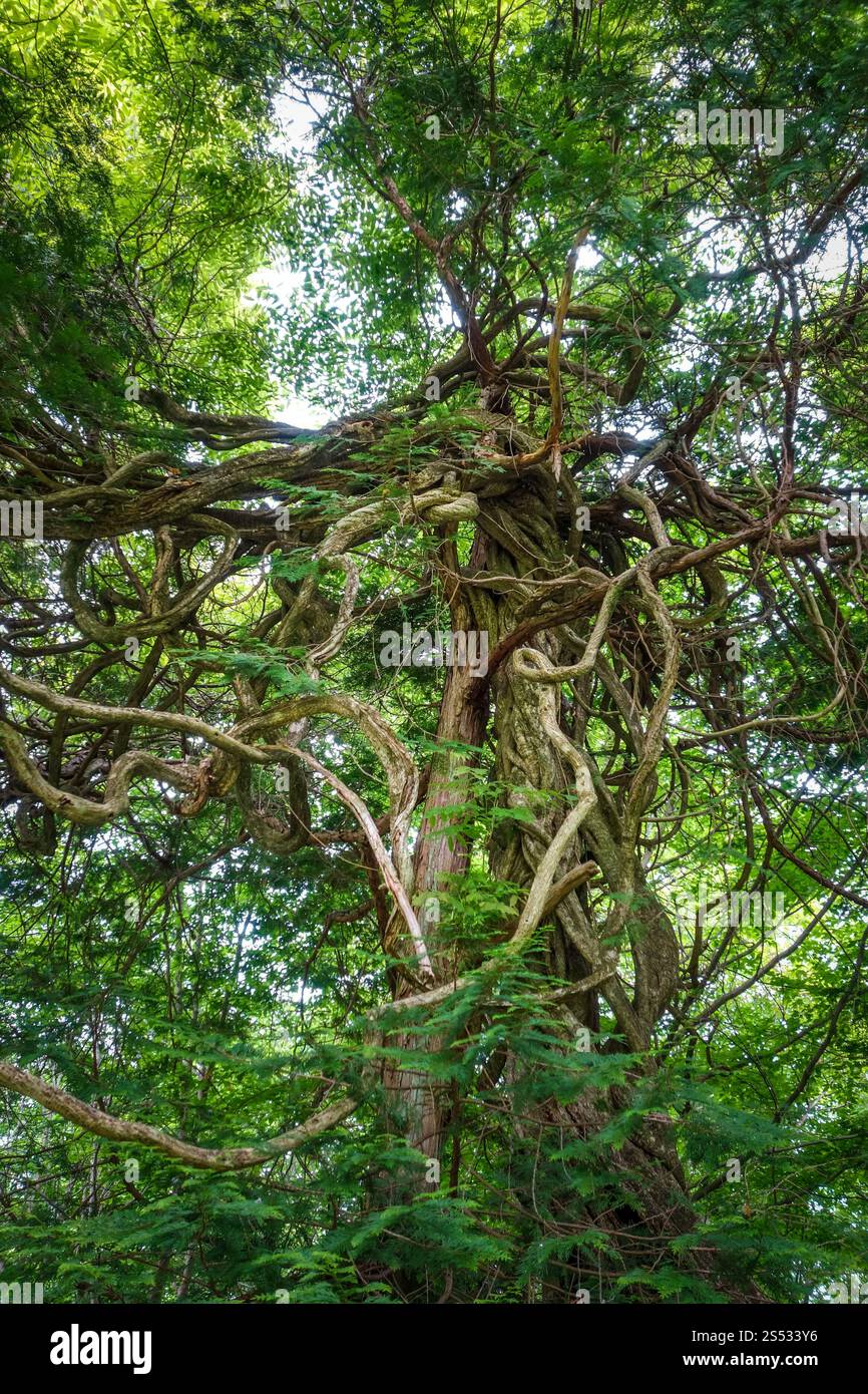 Fantasy tree with huge roots in Nikko botanical garden, Japan. Fantasy tree in Nikko botanical ...
