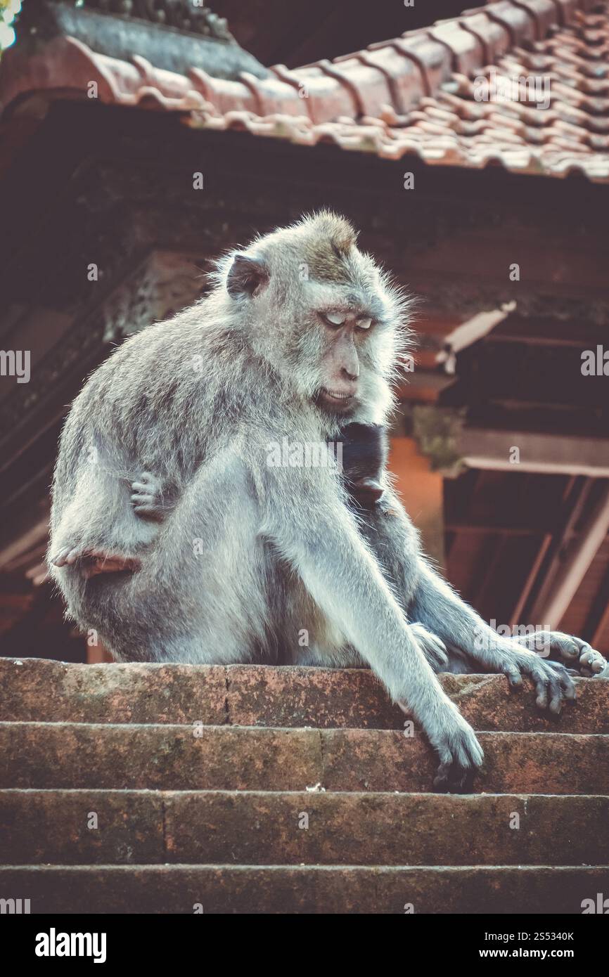 Monkeys on a temple roof in the sacred Monkey Forest, Ubud, Bali ...