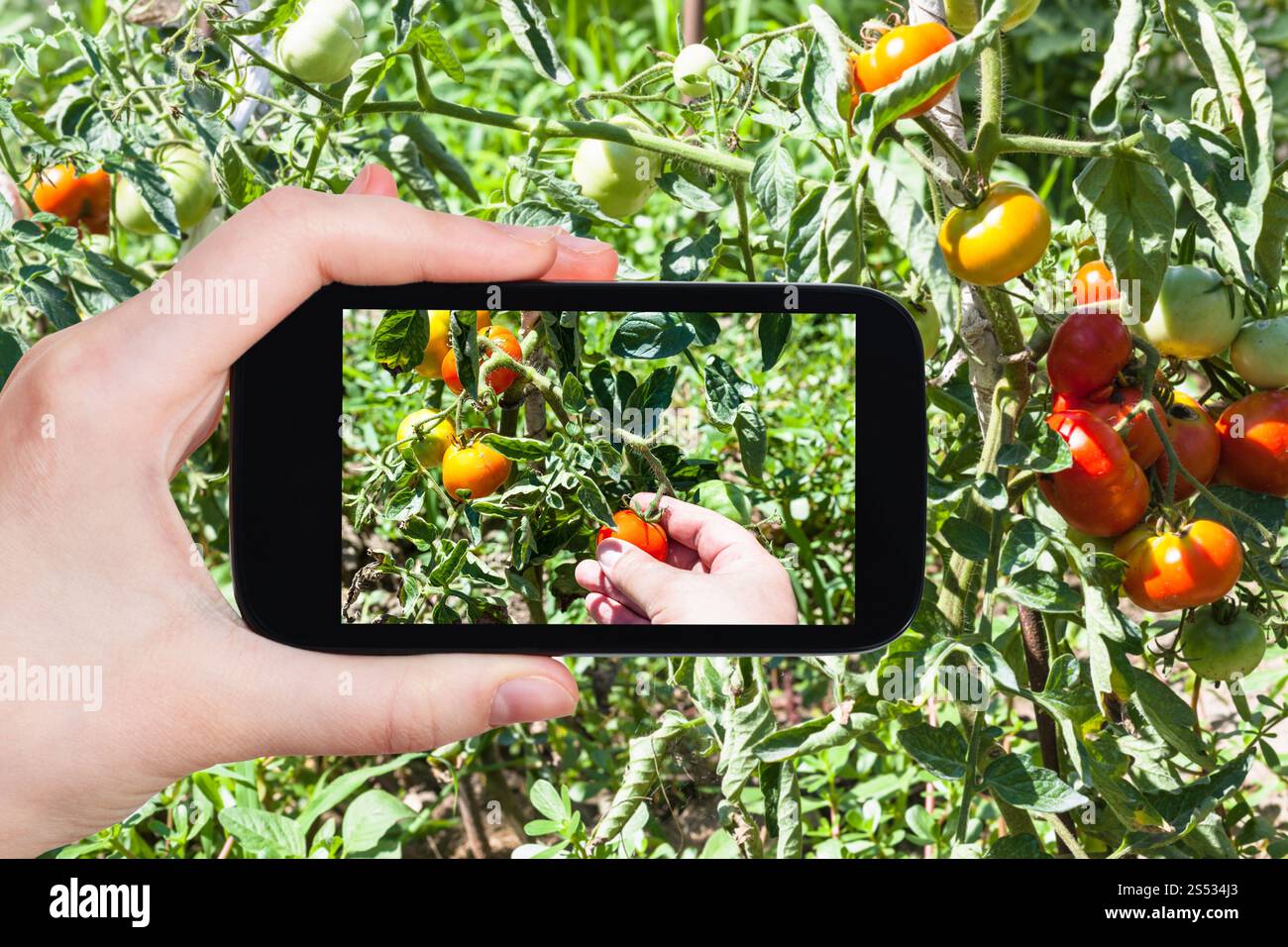 travel concept - tourist photographs of the harvesting little tomatoes ...