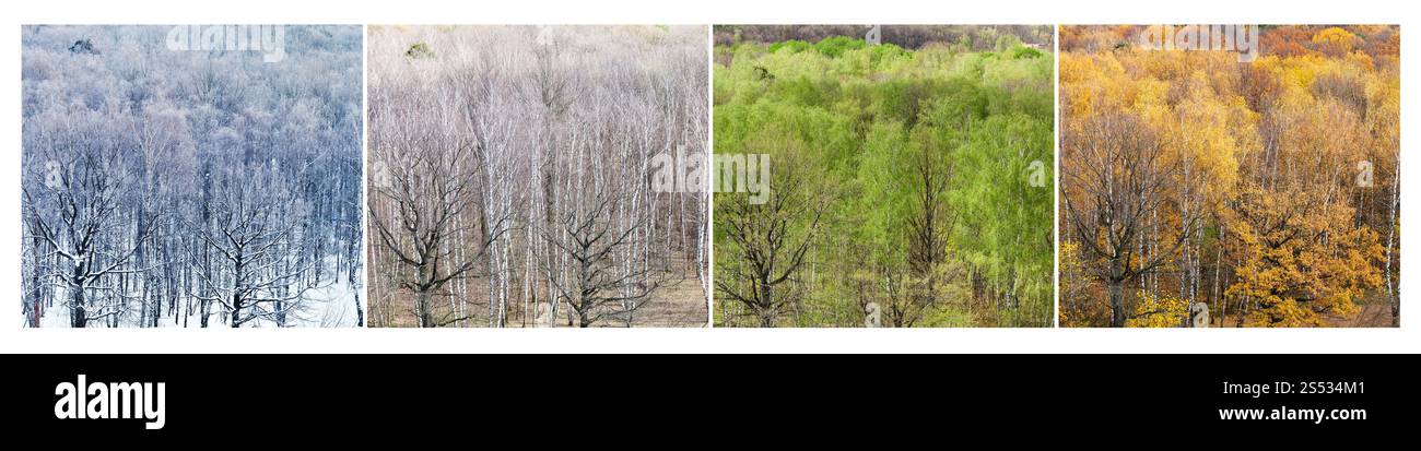 collage from aerial views of forest in four divisions of the year ...