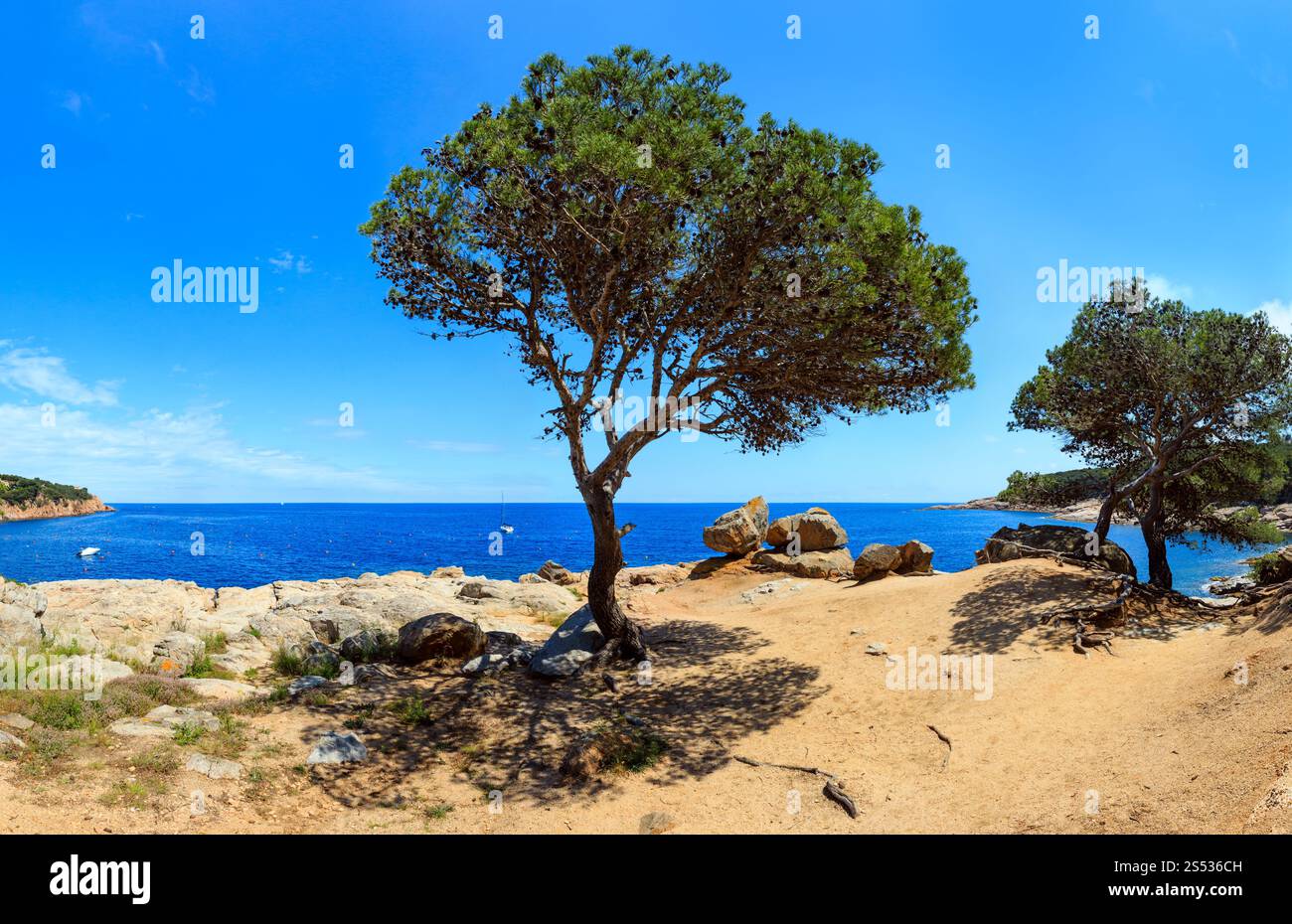 Mediterranean trees hi-res stock photography and images - Alamy
