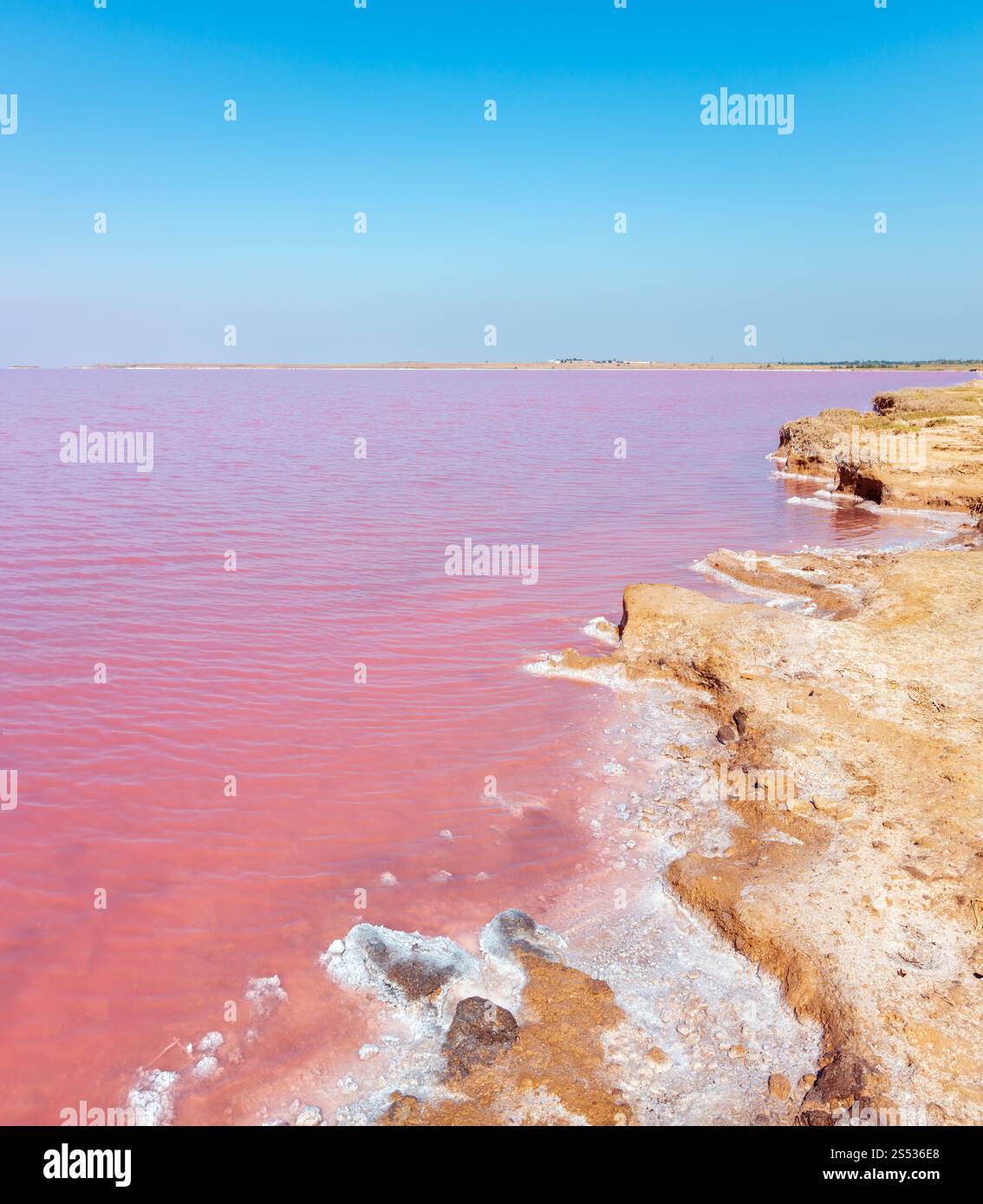 Pink extremely salty Syvash Lake, colored by microalgae with ...