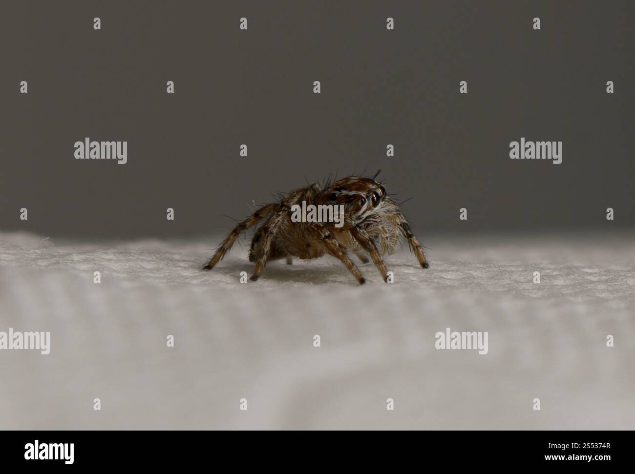 A tiny spider navigates a soft fabric, highlighted by subtle light ...