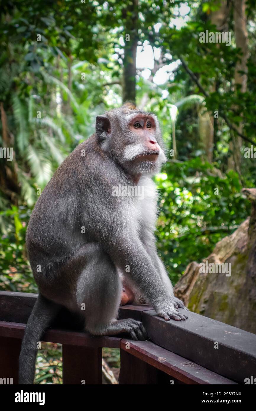 Monkey in the sacred Monkey Forest, Ubud, Bali, Indonesia. Monkey in ...