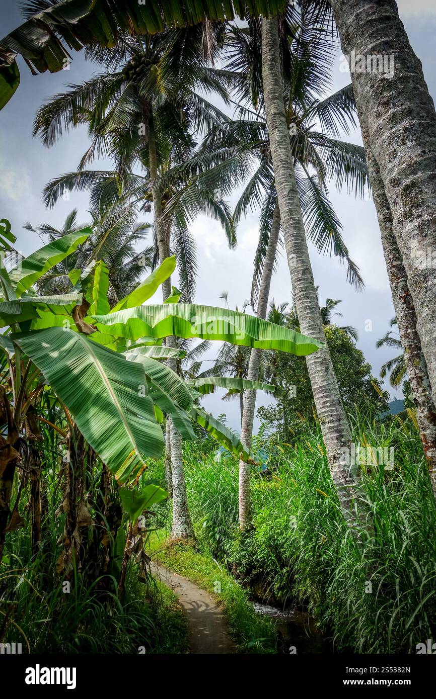 Palm trees in Paddy field plantation, Munduk, Bali, Indonesia. Palm ...