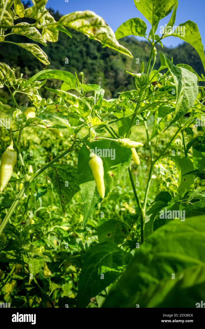 Chilli pepper plantation in Sidemen, Bali, Indonesia. Chilli pepper ...