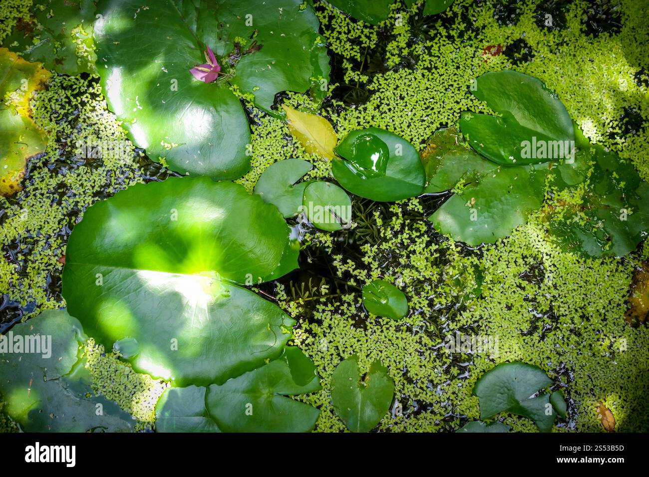 Nenuphar in water pond close-up view. Zen background. Nenuphar in water ...