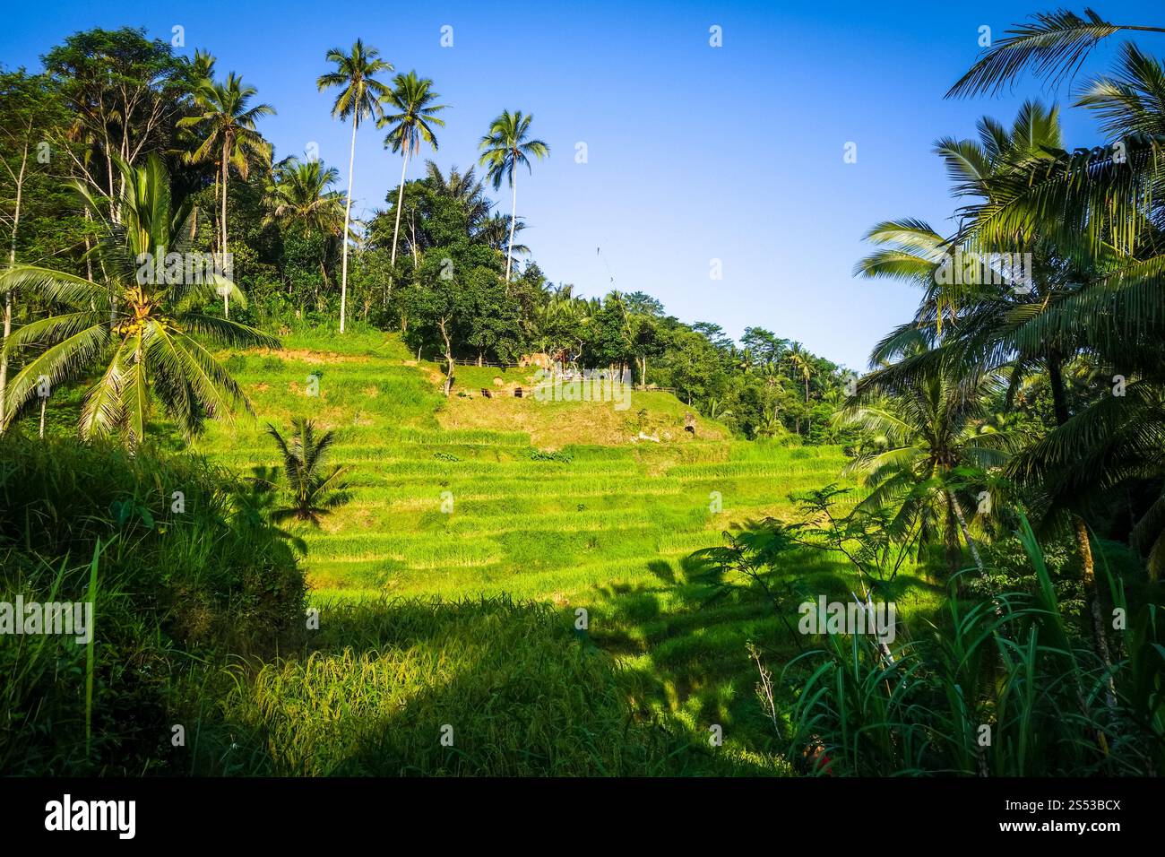 Paddy field rice terraces in ceking, Ubud, Bali, Indonesia. Paddy field ...