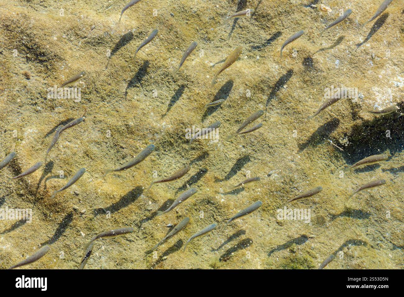 Fish flock on surface sea hi-res stock photography and images - Alamy