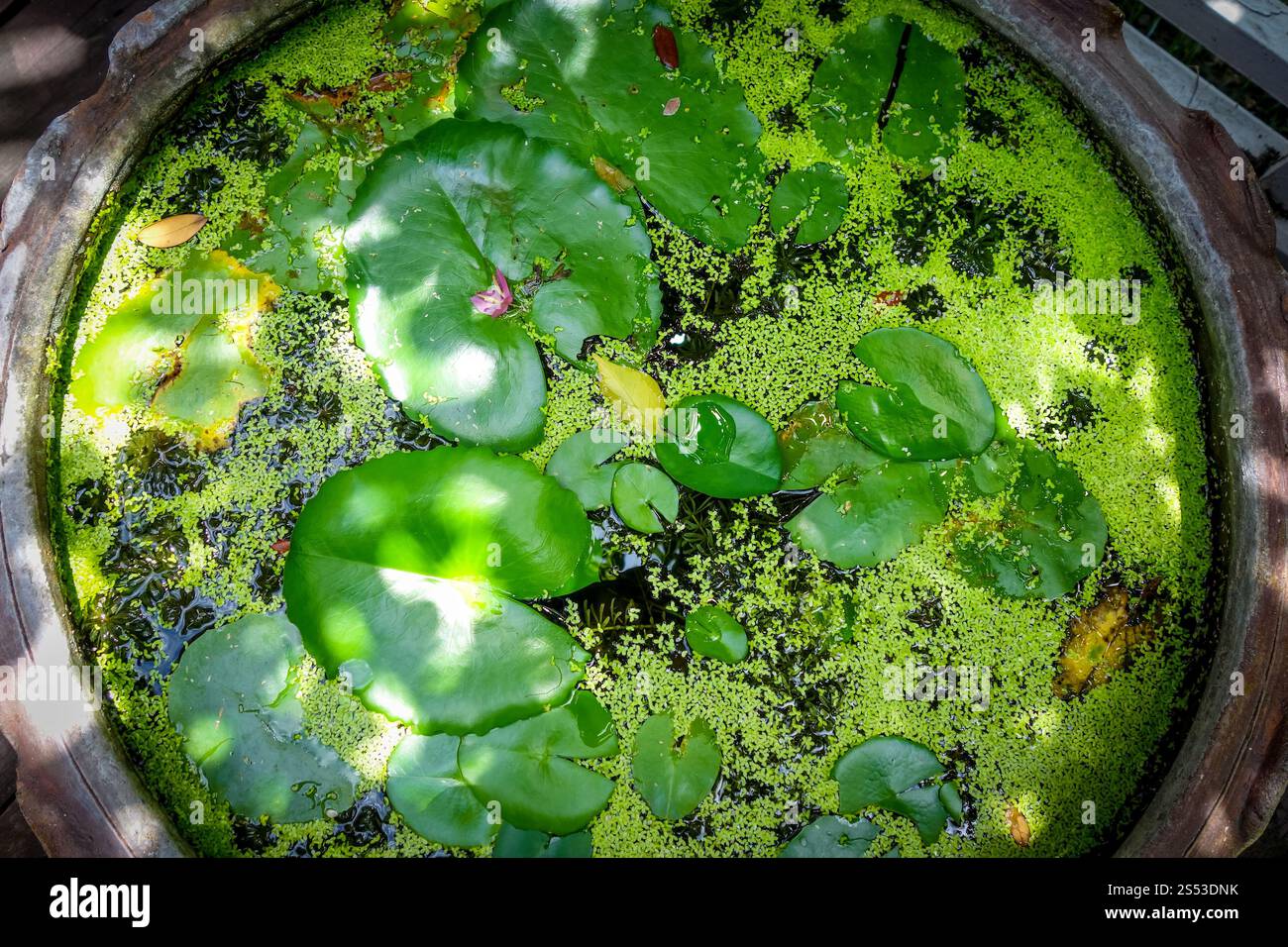 Nenuphar in water pond close-up view. Zen background. Nenuphar in water ...