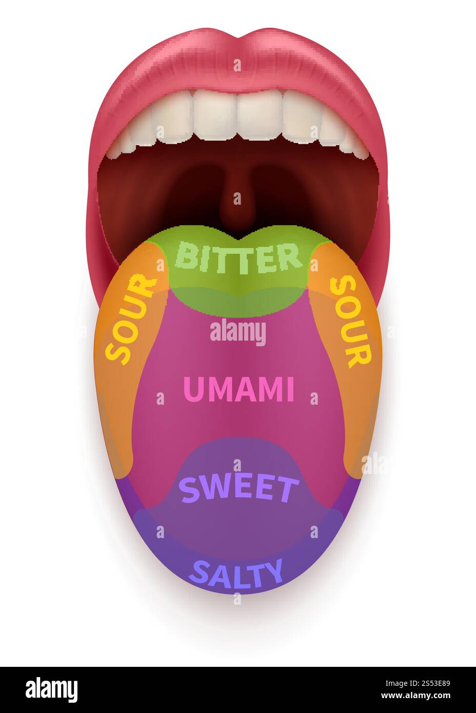 Tongue taste map hi-res stock photography and images - Alamy