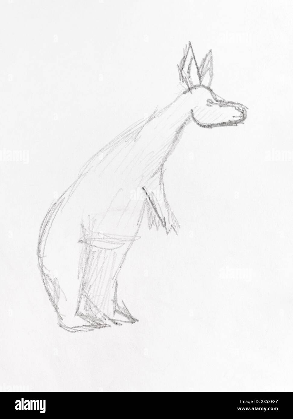 sketch of large kangaroo hand-drawn by black pencil on white paper ...