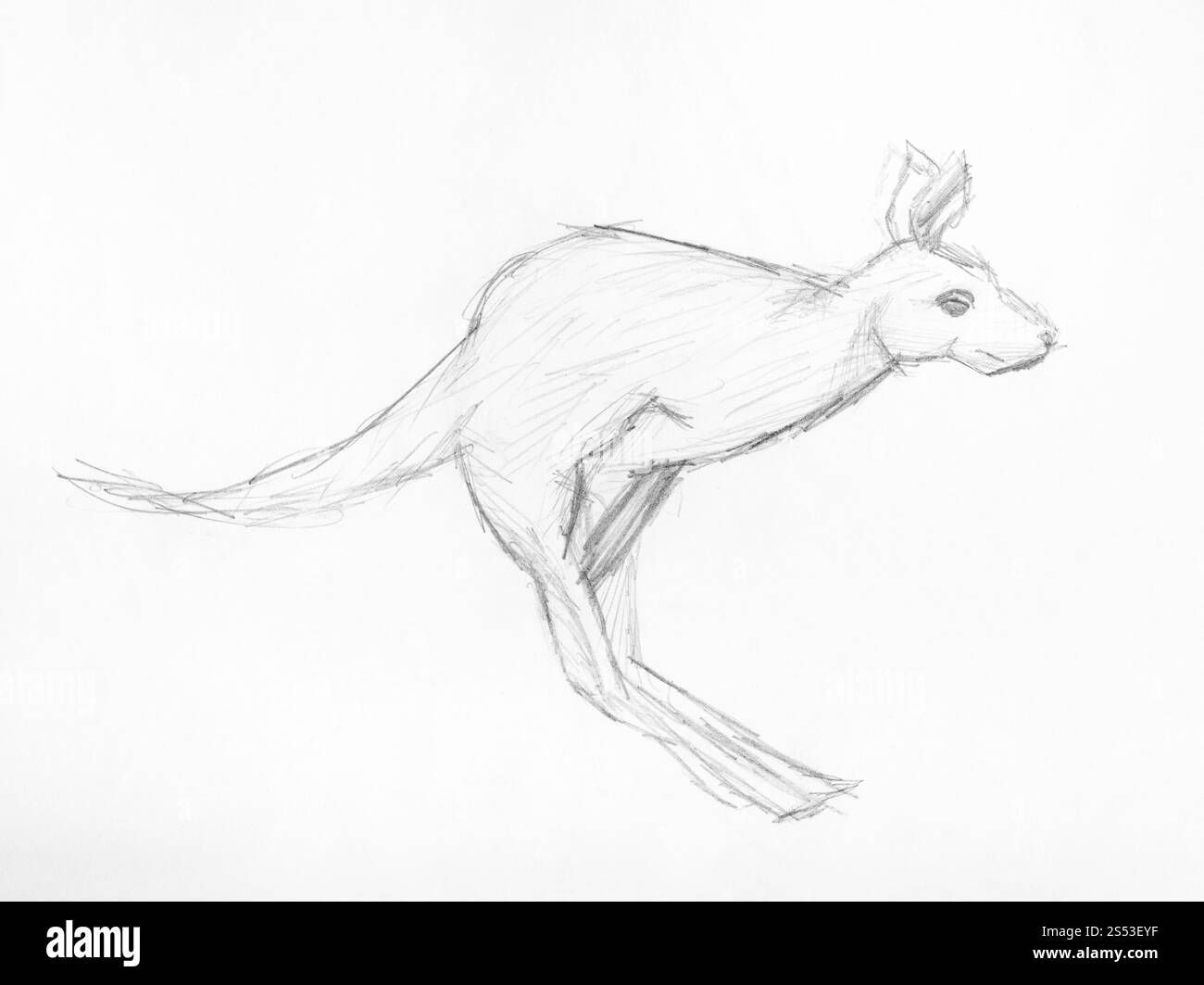 sketch of jumping kangaroo hand-drawn by black pencil on white paper ...