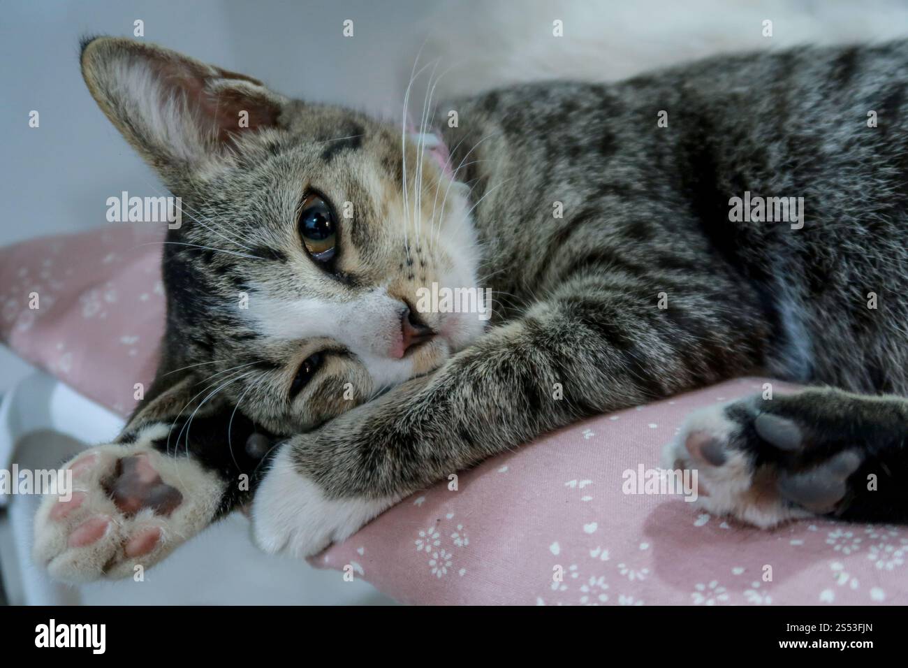 Sleeping ginger domestic cat hi-res stock photography and images - Alamy