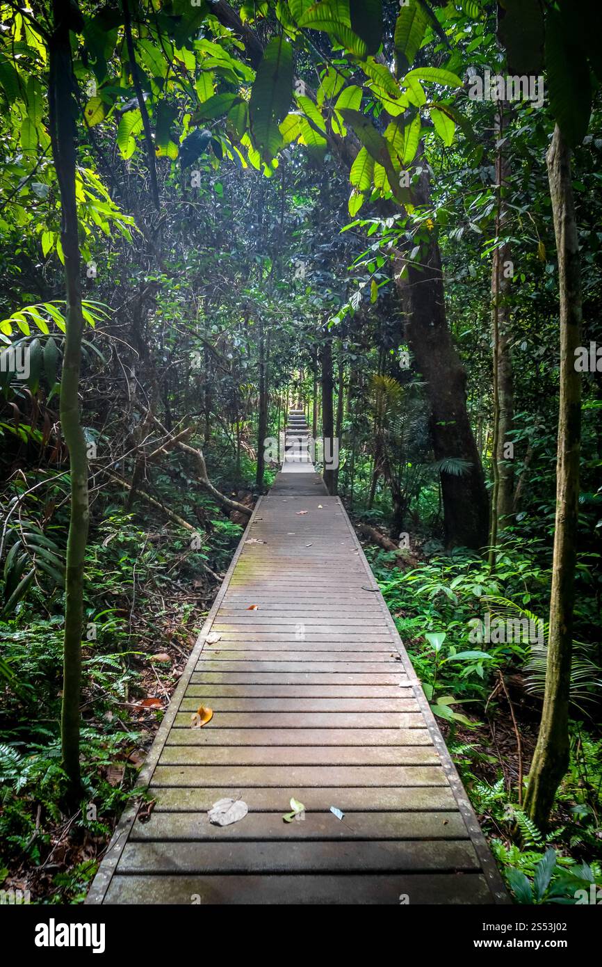 Wooden path in jungle. Taman Negara national park, Malaysia Stock Photo ...