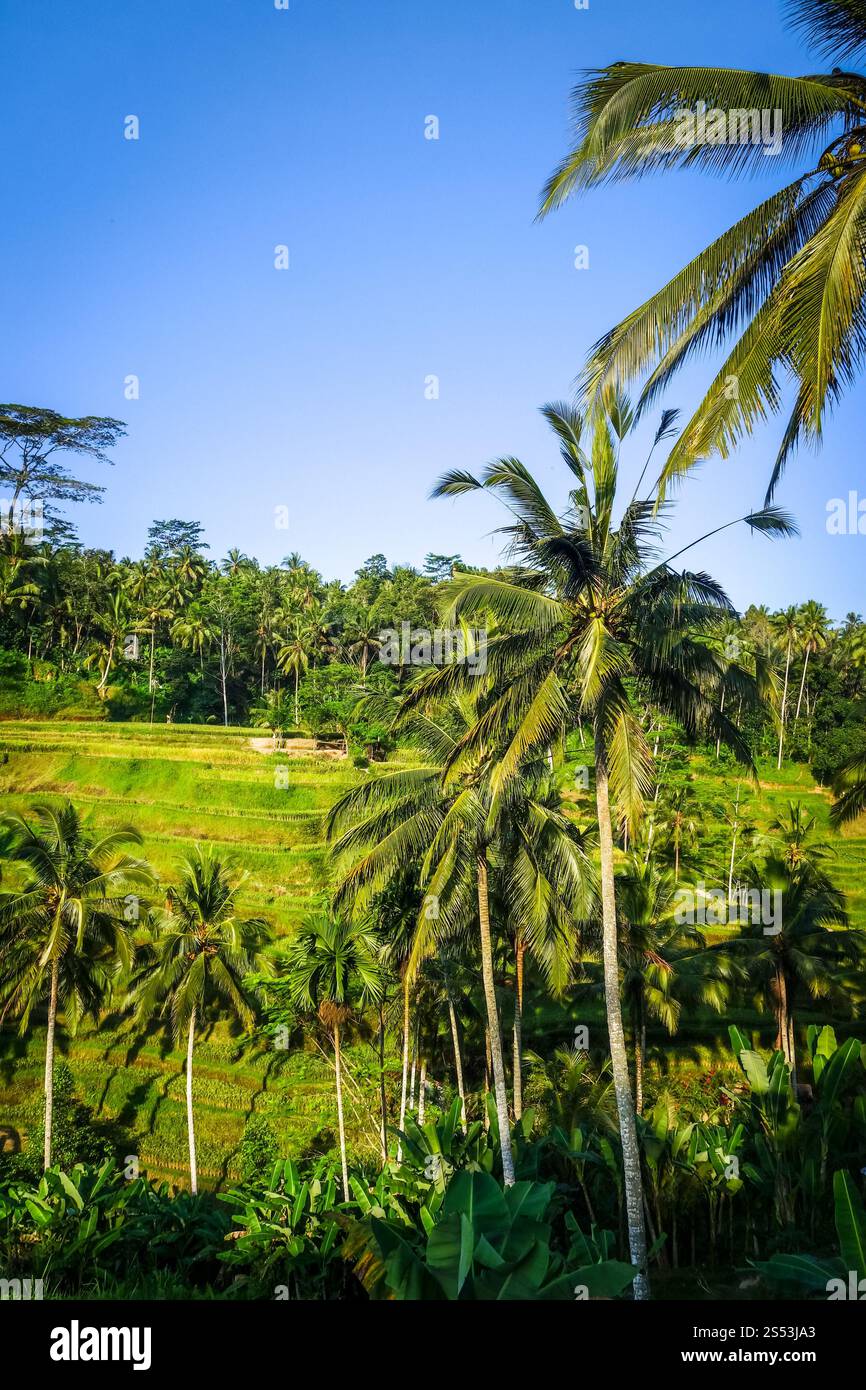 Paddy field rice terraces in ceking, Ubud, Bali, Indonesia. Paddy field ...