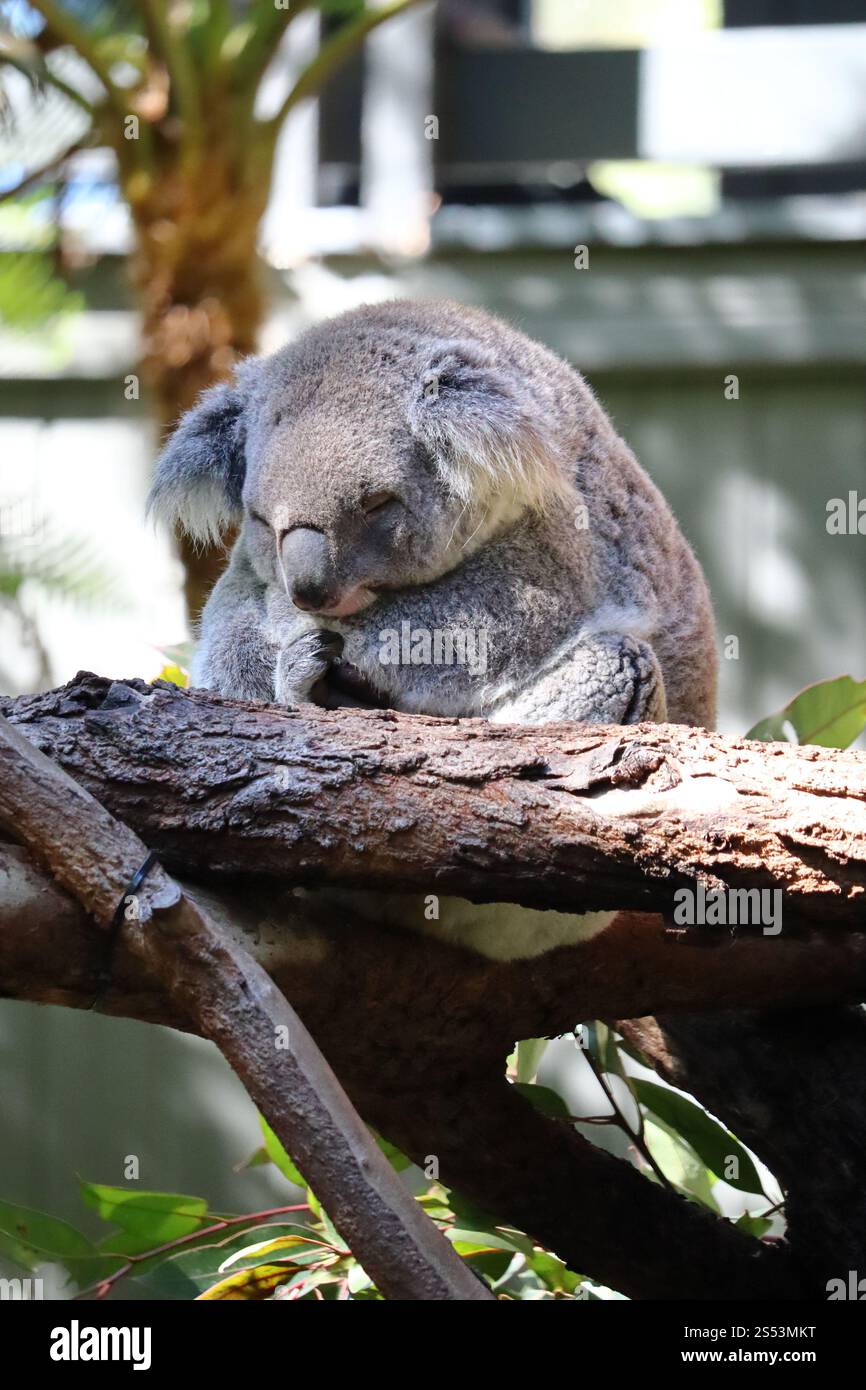 Koala sleeping on eucalyptus tree at Taronga Zoo, Sydney, Australia. Australian wildlife in a ...