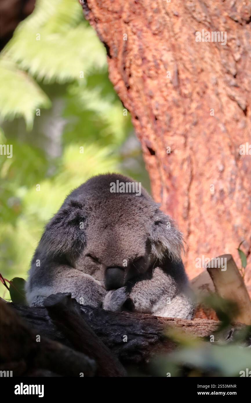 Koala sleeping on eucalyptus tree at Taronga Zoo, Sydney, Australia. Australian wildlife in a ...