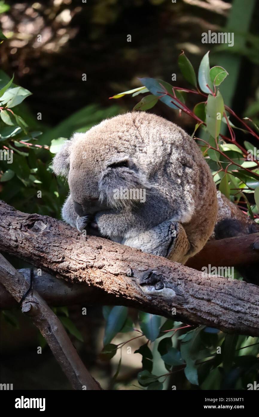 Koala sleeping on eucalyptus tree at Taronga Zoo, Sydney, Australia. Australian wildlife in a ...