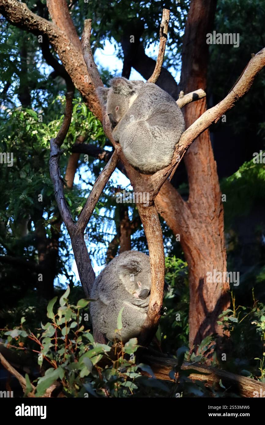 Two koalas sleeping on eucalyptus tree at Taronga Zoo, Sydney, Australia. Australian wildlife in ...