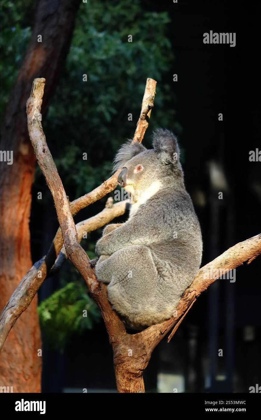 Koala relaxing on eucalyptus tree at Taronga Zoo, Sydney, Australia. Australian wildlife in a ...