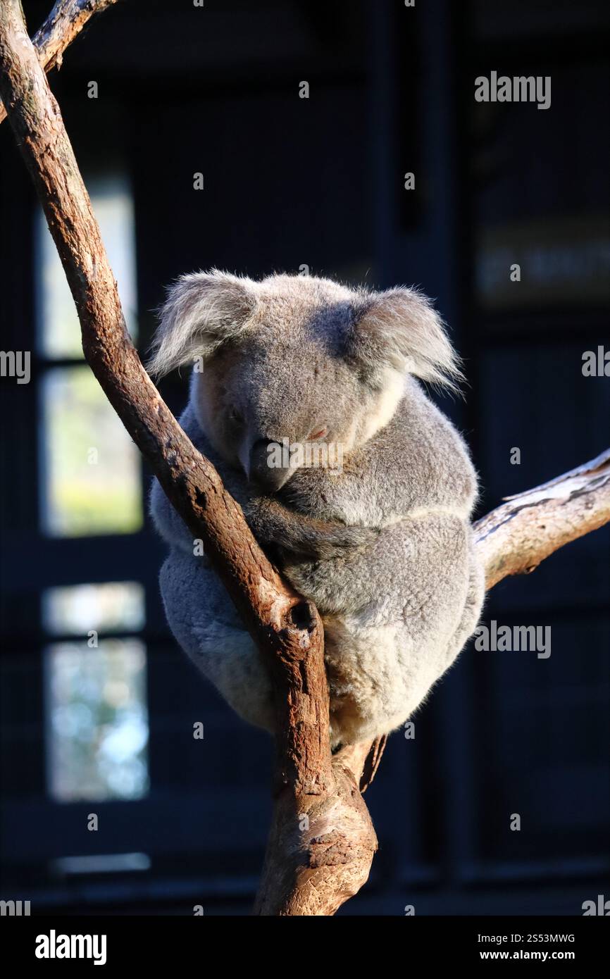Koala sleeping on eucalyptus tree at Taronga Zoo, Sydney, Australia. Australian wildlife in a ...