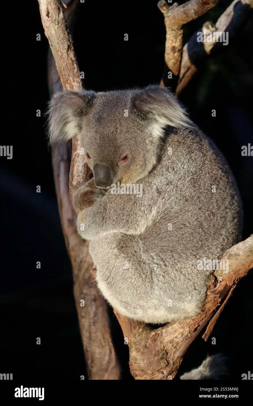 Koala relaxing on eucalyptus tree at Taronga Zoo, Sydney, Australia. Australian wildlife in a ...
