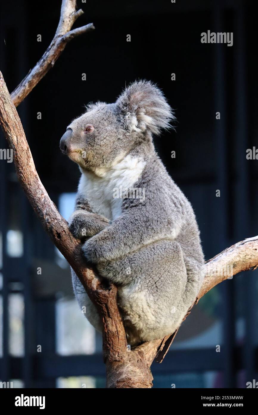 Koala relaxing on eucalyptus tree at Taronga Zoo, Sydney, Australia. Australian wildlife in a ...