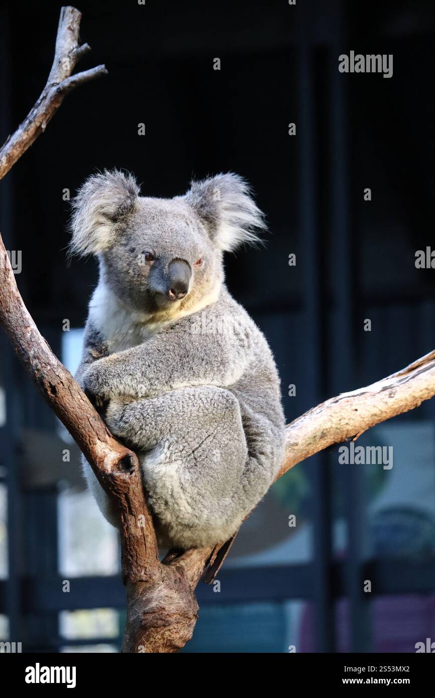 Koala relaxing on eucalyptus tree at Taronga Zoo, Sydney, Australia. Australian wildlife in a ...