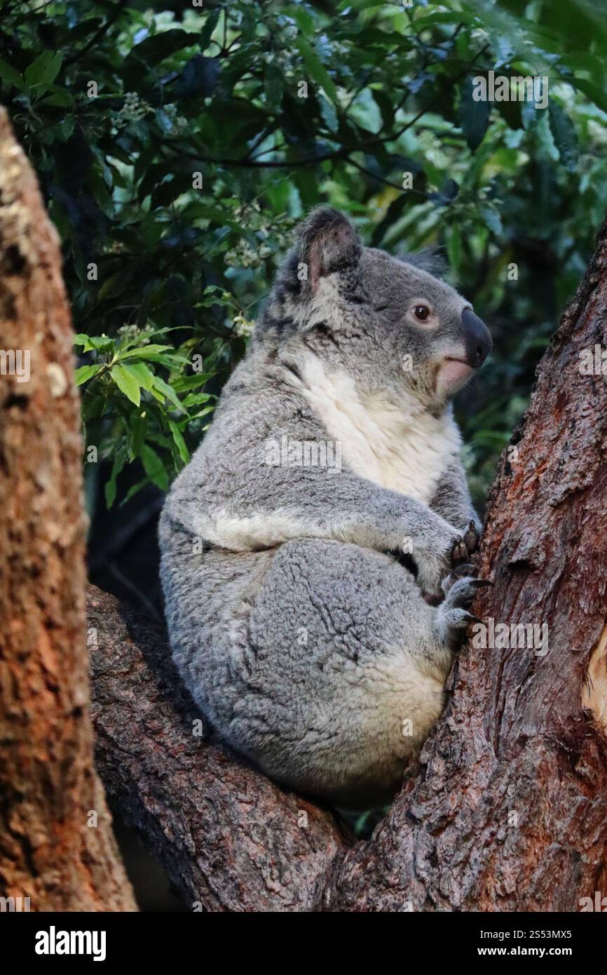 Koala relaxing on eucalyptus tree at Taronga Zoo, Sydney, Australia. Australian wildlife in a ...