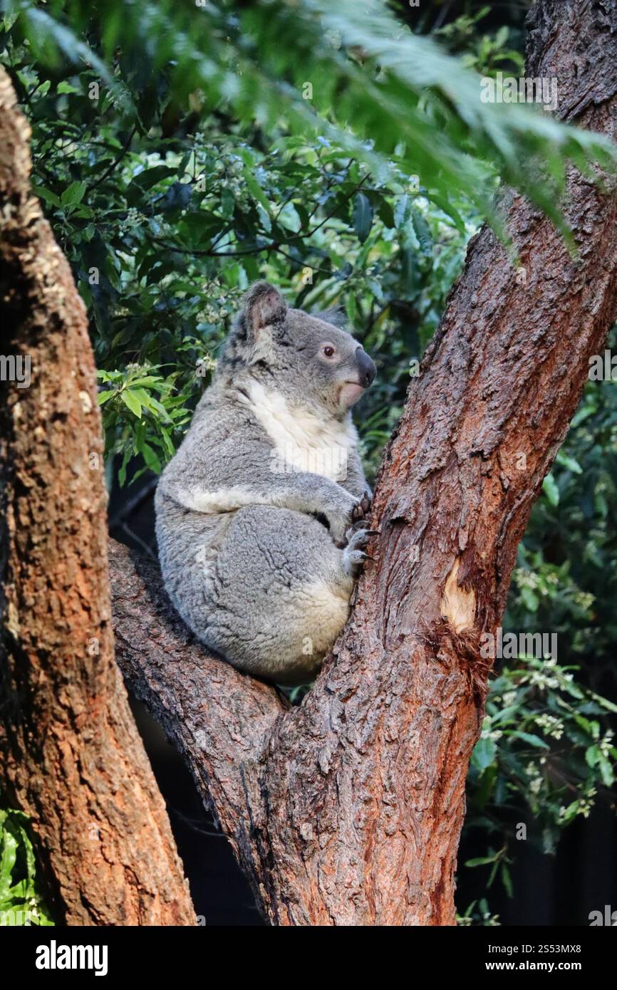 Koala relaxing on eucalyptus tree at Taronga Zoo, Sydney, Australia. Australian wildlife in a ...