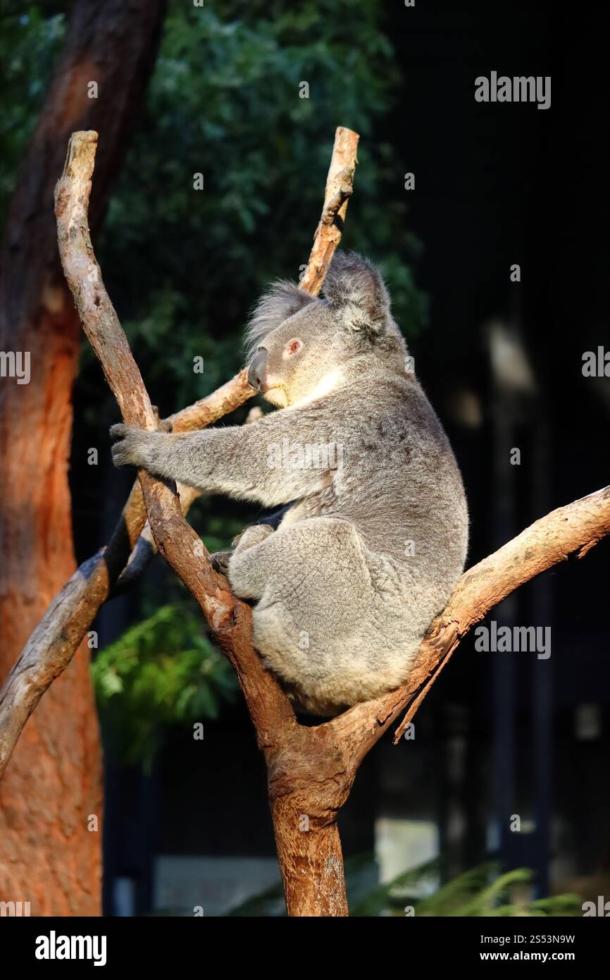 Koala relaxing on eucalyptus tree at Taronga Zoo, Sydney, Australia. Australian wildlife in a ...