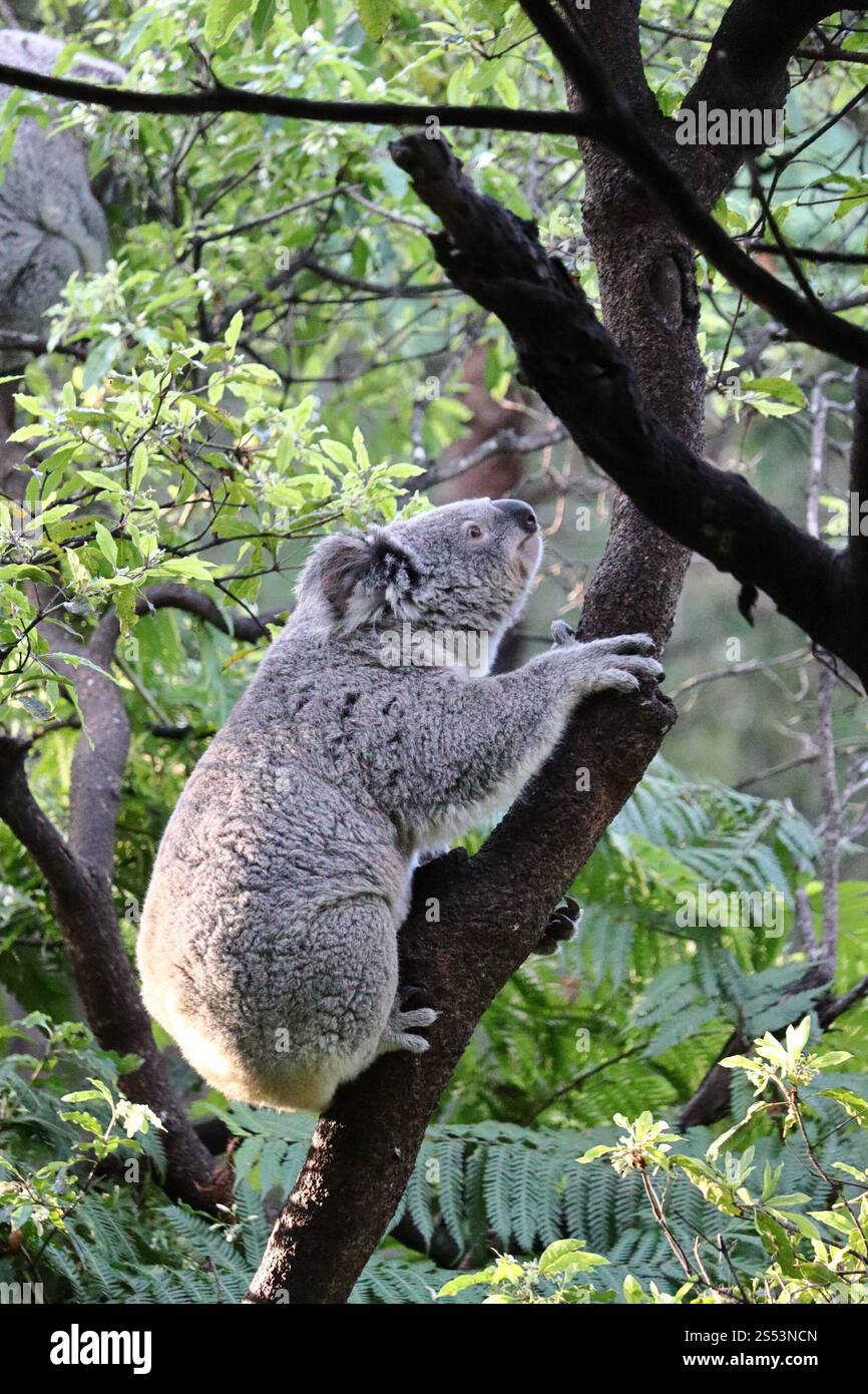 Koala relaxing on eucalyptus tree at Taronga Zoo, Sydney, Australia. Australian wildlife in a ...