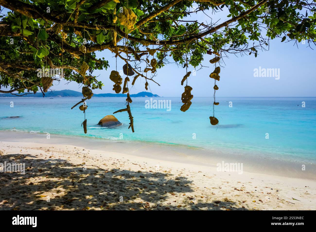 Hanging coral on Turtle Sanctuary Beach, Perhentian Islands, Terengganu ...