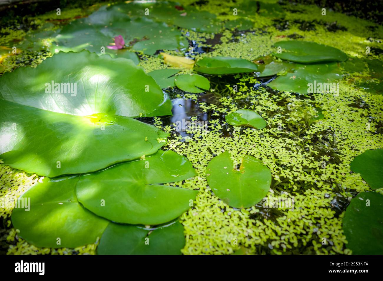 Nenuphar in water pond close-up view. Zen background. Nenuphar in water ...