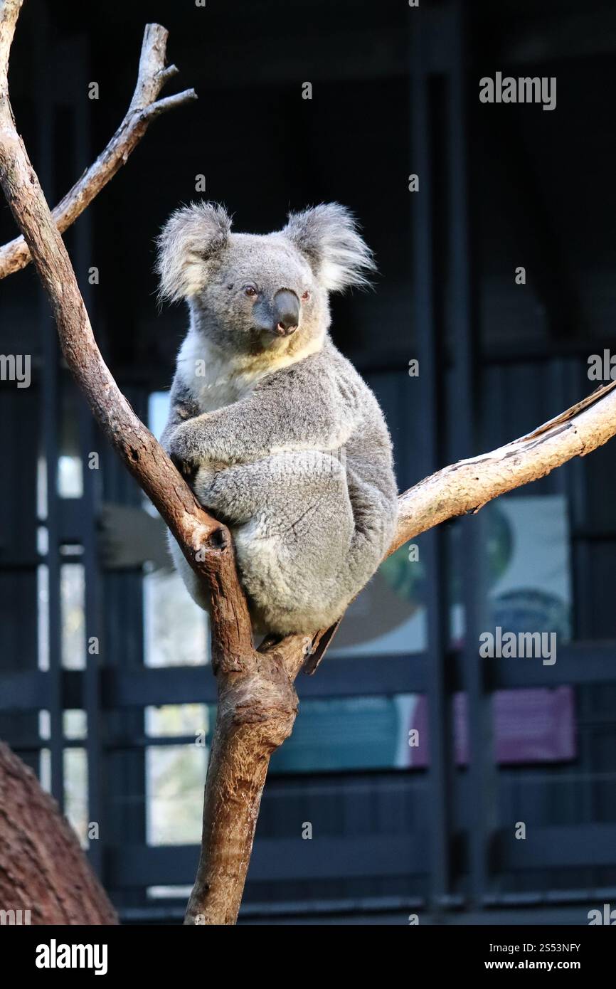 Koala relaxing on eucalyptus tree at Taronga Zoo, Sydney, Australia. Australian wildlife in a ...