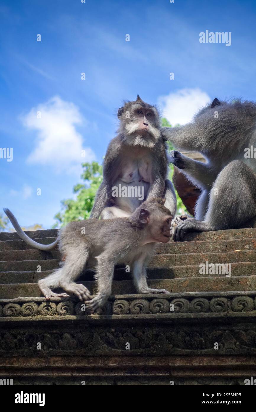 Monkeys on a temple roof in the sacred Monkey Forest, Ubud, Bali ...