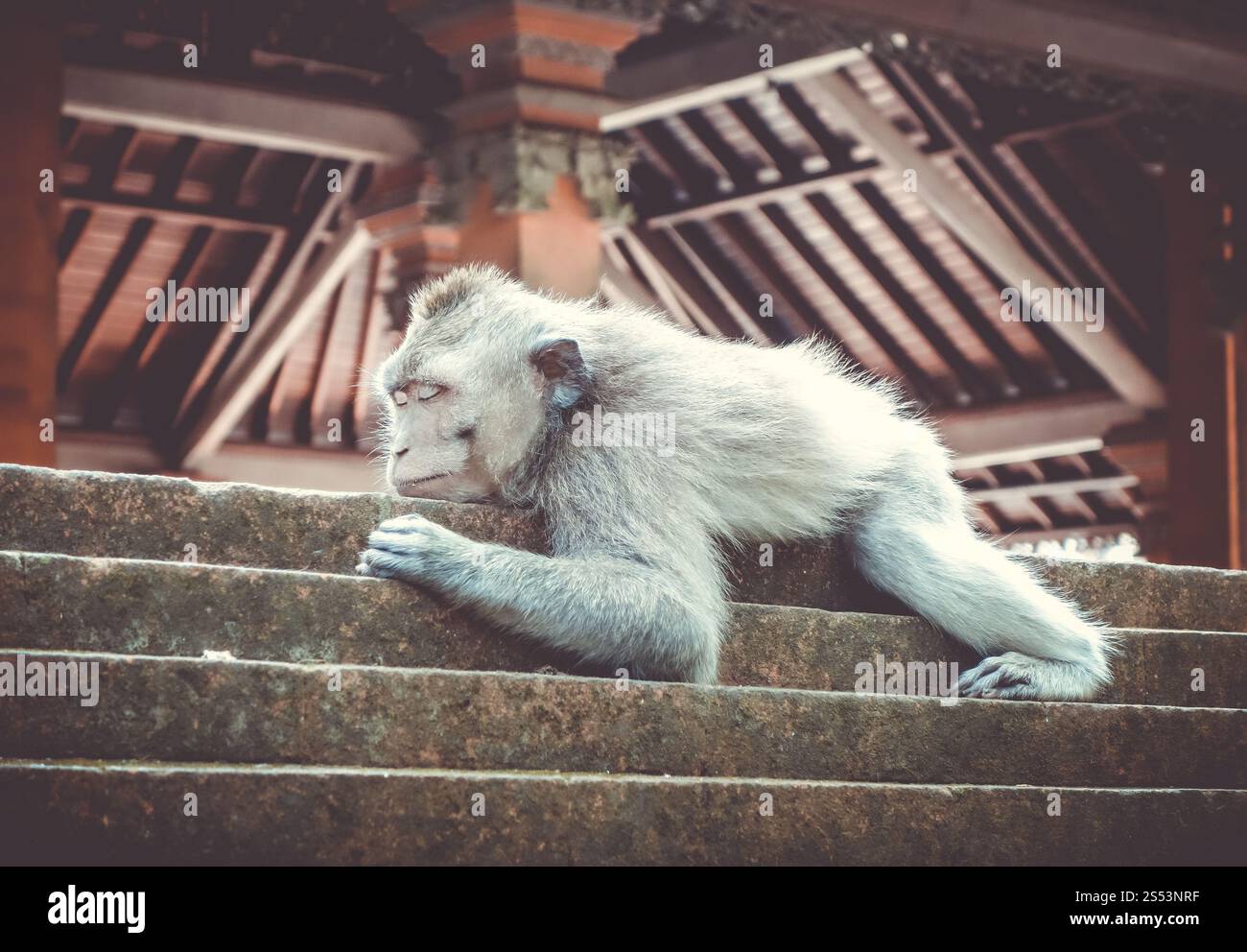 Monkey sleeping on a temple roof in the sacred Monkey Forest, Ubud ...