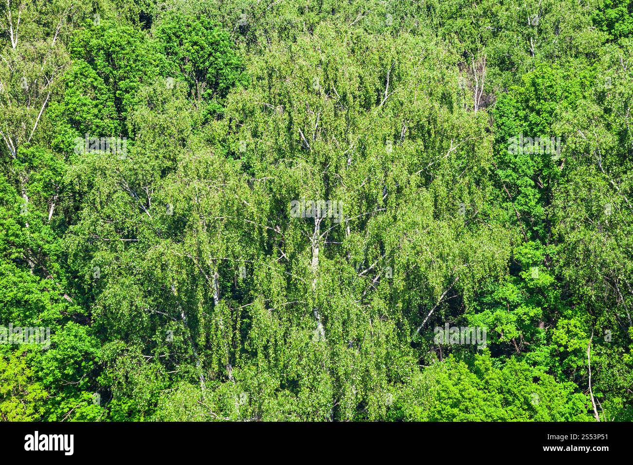Aerial view deciduous trees hi-res stock photography and images - Alamy