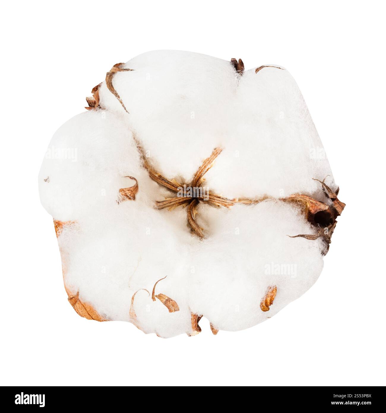 dried ripe boll of cotton plant isolated on white background Stock ...