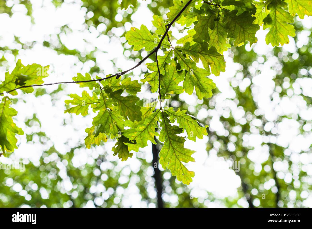 common oak twig with green leaves and blurred forest on background ...