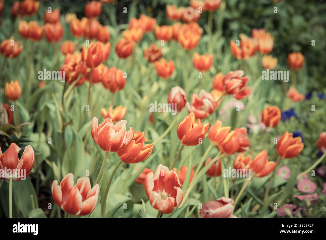 beautiful Tulip fields Stock Photo - Alamy