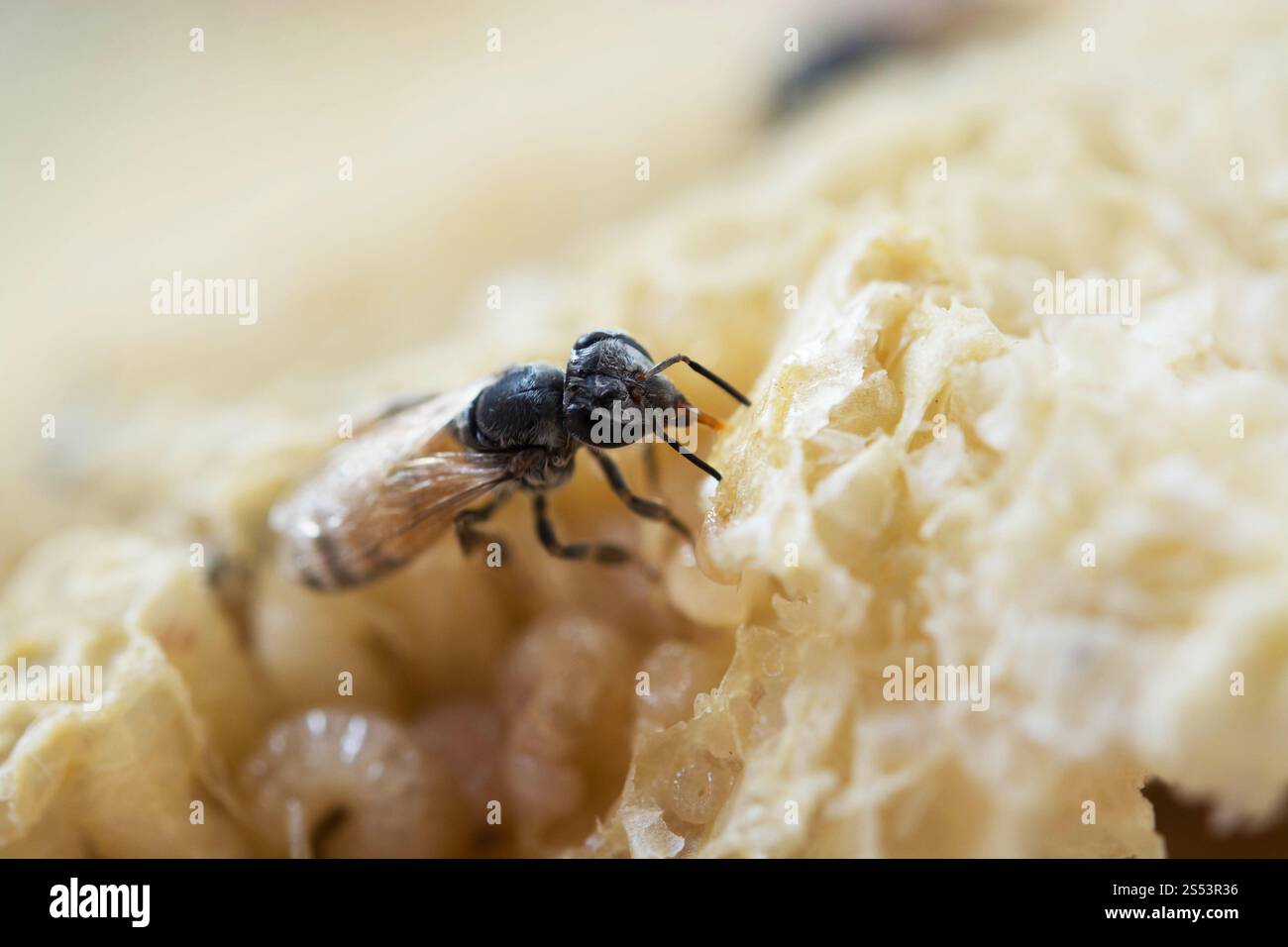Silhouette of man pray there is hope Stock Photo - Alamy