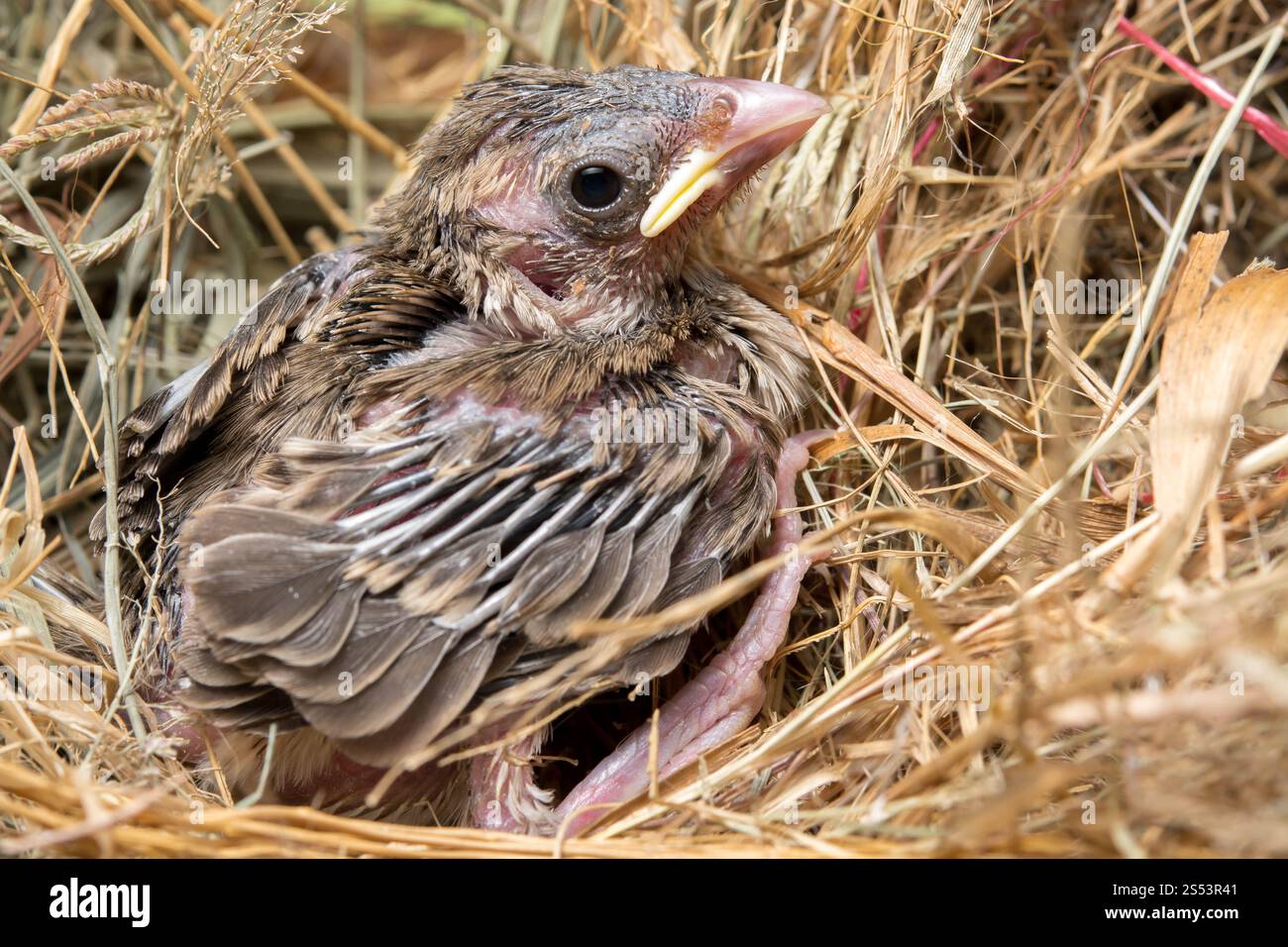 Baby bird hungry in the Bird Nest Stock Photo - Alamy